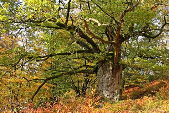 Huteeiche Bilder – Durchsuchen 84 Archivfotos, Vektorgrafiken und ...