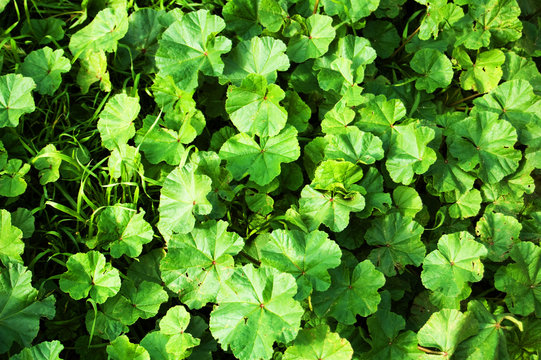 Luckiness bilder – Bläddra bland 2,241 stockfoton, vektorer och videor ...