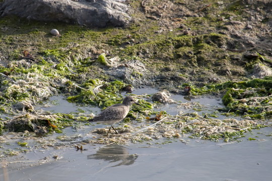 Knutt Images – Browse 67 Stock Photos, Vectors, and Video | Adobe Stock