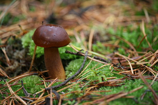 Maronenpilz Imagens – Procure 24 fotos, vetores e vídeos | Adobe Stock