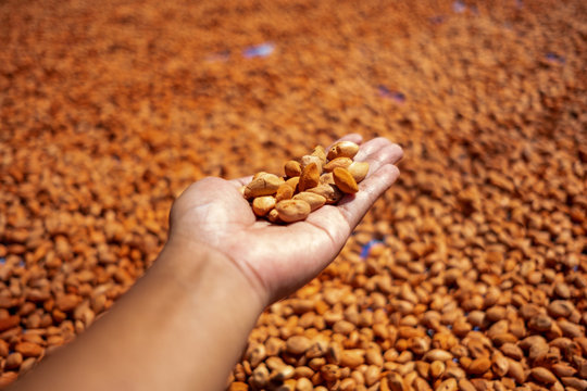 รูปภาพDialium – เลือกดูภาพถ่ายสต็อก เวกเตอร์ และวิดีโอ175 | Adobe Stock