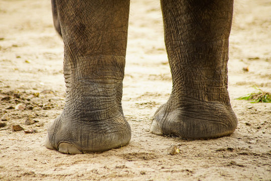"Elephant Legs" Images – Browse 184 Stock Photos, Vectors, and Video ...