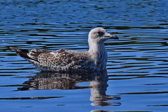 Natatorial Bilder – Durchsuchen 1,614 Archivfotos, Vektorgrafiken und ...