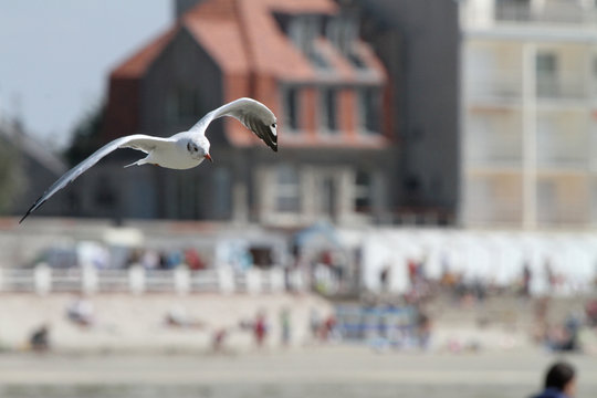 "En Vol" Images – Browse 4,146 Stock Photos, Vectors, and Video | Adobe ...