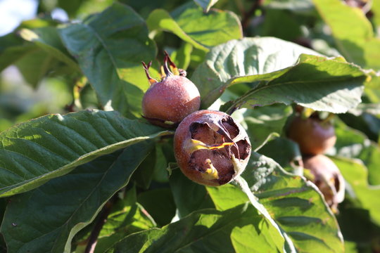 Mispeln Bilder – Durchsuchen 6,561 Archivfotos, Vektorgrafiken und ...