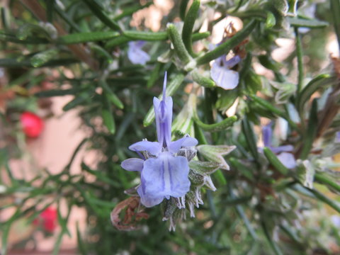 Lilla Bilder – Durchsuchen 5,489 Archivfotos, Vektorgrafiken und Videos ...