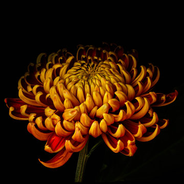 Chrysanth bilder – Bläddra bland 1,371 stockfoton, vektorer och videor ...