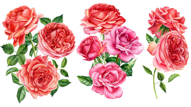 Free Rose Images – Browse 11,764 Free Stock Photos, Vectors, and Video ...