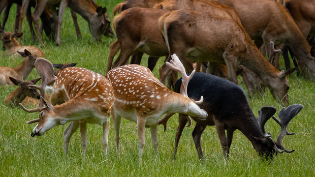 รูปภาพDamhirsche – เลือกดูภาพถ่ายสต็อก เวกเตอร์ และวิดีโอ535 | Adobe Stock