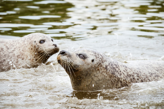 Seerobbe Images – Browse 292 Stock Photos, Vectors, and Video | Adobe Stock