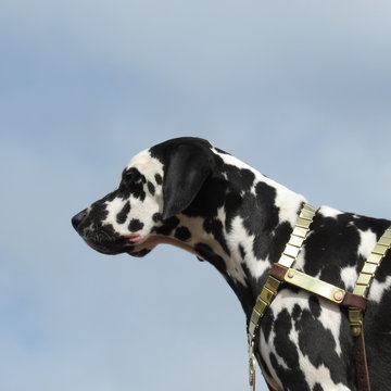 "Carriage Dog"-Bilder: Stock-Fotos & -Videos. | Adobe Stock