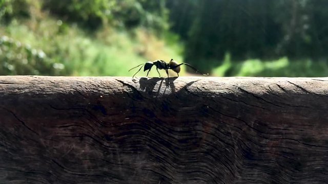 Tocandira Imagens – Procure 122 fotos, vetores e vídeos | Adobe Stock