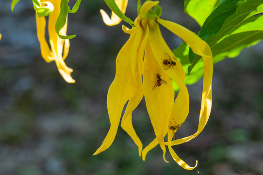 「Ilang」の画像 - 257 件の Stock 写真、ベクターおよびビデオ | Adobe Stock