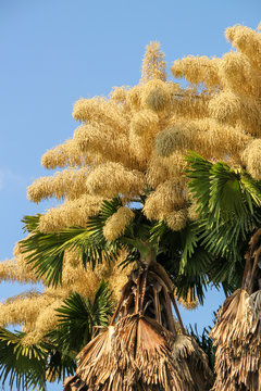 "Buri Palm" Billeder – Gennemse 97 stockfotos, vektorer og videoer ...