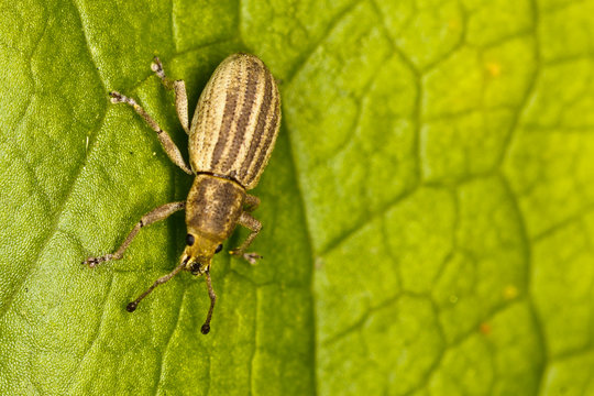 Broad-Nosed Images – Browse 320 Stock Photos, Vectors, and Video ...