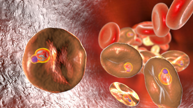 รูปภาพBabesia – เลือกดูภาพถ่ายสต็อก เวกเตอร์ และวิดีโอ246 | Adobe Stock