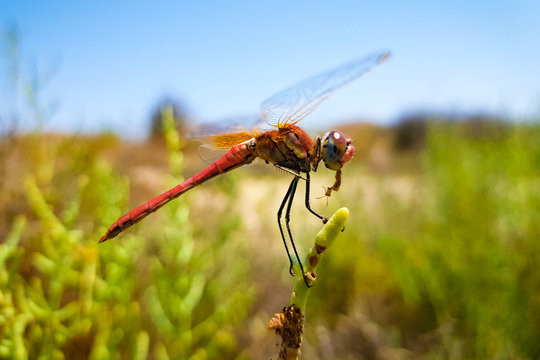 「Liebelle」の画像 - 48 件の Stock 写真、ベクターおよびビデオ | Adobe Stock