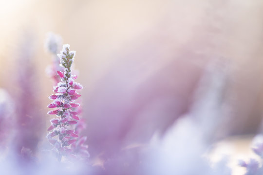 Frostblumen Bilder – Durchsuchen 165,515 Archivfotos, Vektorgrafiken ...