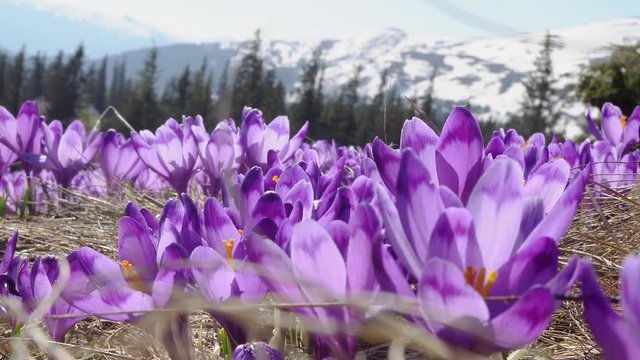 Crocus Video Footage – Browse 5,836 HD Stock Video and Footage | Adobe ...
