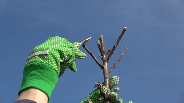 "Young Apple Tree" Images – Browse 76 Stock Photos, Vectors, and Video ...