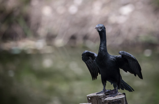 「Neornithes」の画像 - 2,163 件の Stock 写真、ベクターおよびビデオ | Adobe Stock