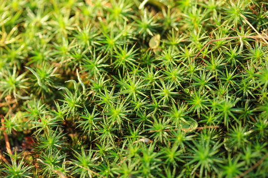 รูปภาพSubulata – เลือกดูภาพถ่ายสต็อก เวกเตอร์ และวิดีโอ2,725 | Adobe Stock