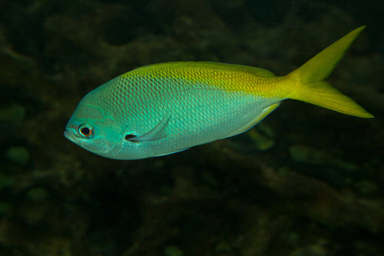 Caesio Images – Browse 264 Stock Photos, Vectors, and Video | Adobe Stock