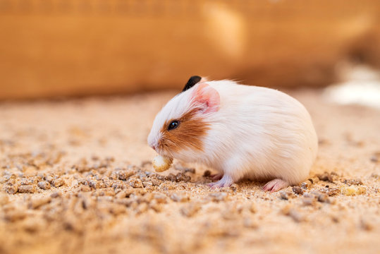 รูปภาพMumps – เลือกดูภาพถ่ายสต็อก เวกเตอร์ และวิดีโอ6,357 | Adobe Stock