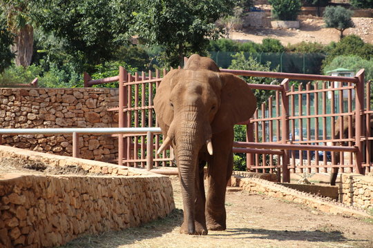 Pachiderma Bilder – Durchsuchen 766 Archivfotos, Vektorgrafiken und ...