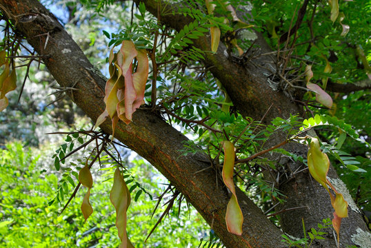 Thorn-Tree Images – Browse 38 Stock Photos, Vectors, and Video | Adobe ...
