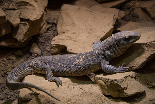 Imágenes de Saurio: descubre bancos de fotos, ilustraciones, vectores y ...