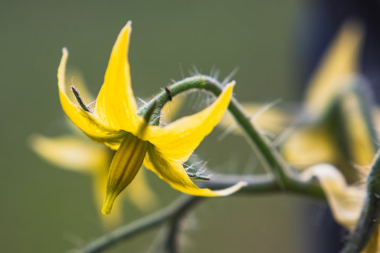 Tomatenstaude Bilder – Durchsuchen 392 Archivfotos, Vektorgrafiken und ...