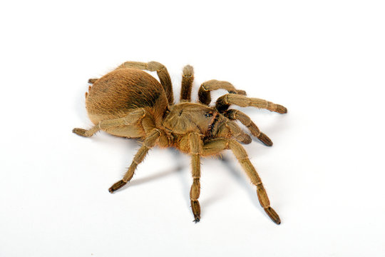 47 MEILLEURES Migale IMAGES, PHOTOS ET ILLUSTRATIONS VECTORIELLES STOCK ...