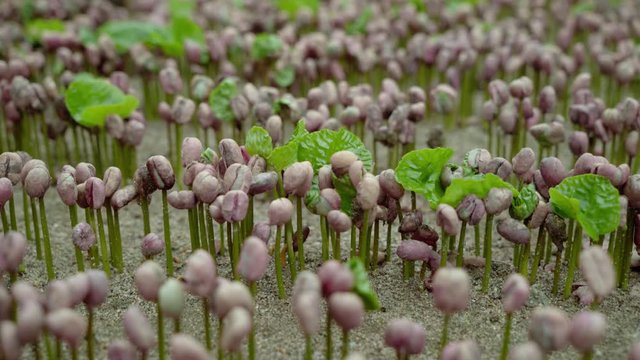 「Germinando」の写真素材 | 131件の無料イラスト画像 | Adobe Stock
