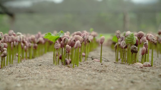 「Germinando」の写真素材 | 131件の無料イラスト画像 | Adobe Stock