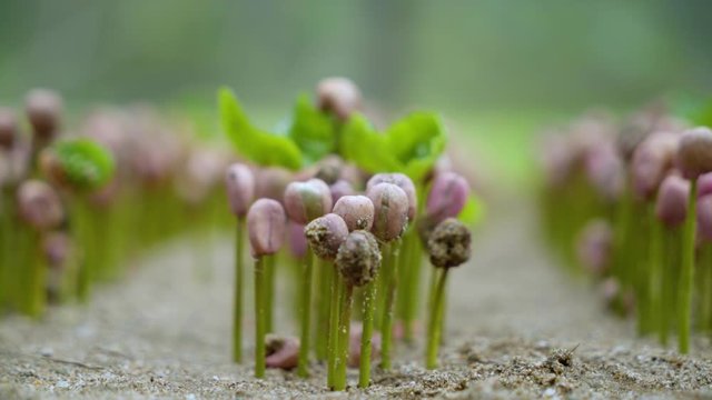 「Germinando」の写真素材 | 131件の無料イラスト画像 | Adobe Stock