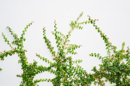 Creeping Images – Parcourir 341,836 le catalogue de photos, vecteurs et ...