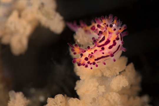 รูปภาพVillosus – เลือกดูภาพถ่ายสต็อก เวกเตอร์ และวิดีโอ815 | Adobe Stock
