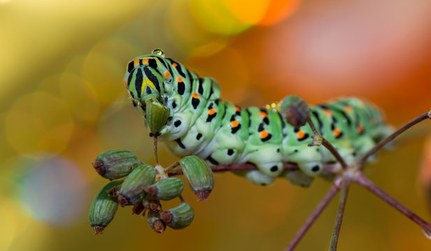 「Bruco」の画像 - 2,775 件の Stock 写真、ベクターおよびビデオ | Adobe Stock
