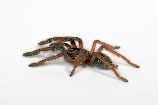 47 MEILLEURES Migale IMAGES, PHOTOS ET ILLUSTRATIONS VECTORIELLES STOCK ...