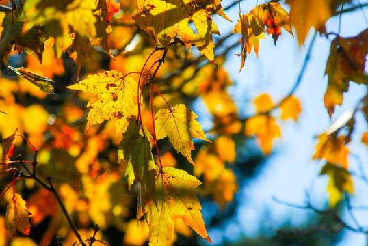 Ralph Petty photos, images, assets | Adobe Stock