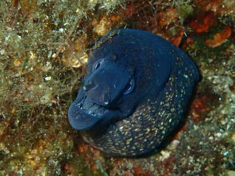 Murena Images – Browse 437 Stock Photos, Vectors, and Video | Adobe Stock