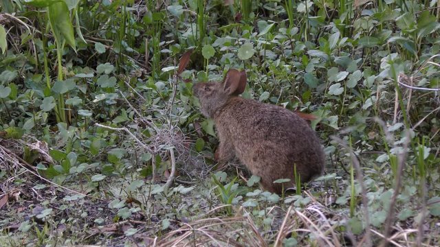 "Marsh Rabbit" Images – Browse 188 Stock Photos, Vectors, and Video ...