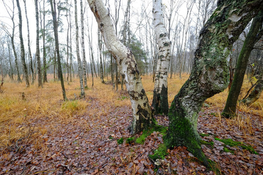 「Birken」の写真素材 | 6,916件の無料イラスト画像 | Adobe Stock