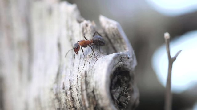 "Fire Ant" Images – Browse 13,626 Stock Photos, Vectors, and Video | Adobe Stock