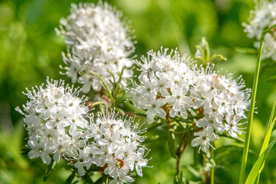 Bagulnik Bilder – Durchsuchen 584 Archivfotos, Vektorgrafiken und ...