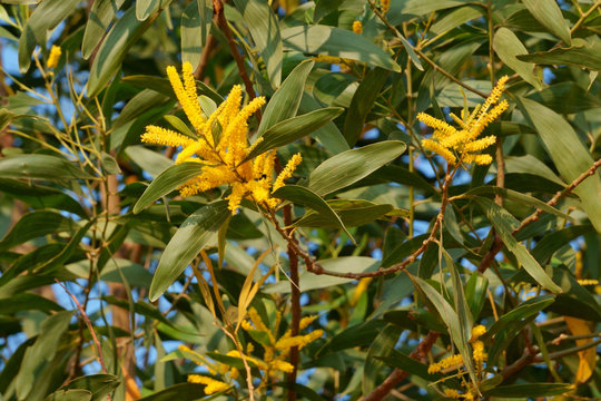 Akashmoni Bilder – Durchsuchen 200 Archivfotos, Vektorgrafiken und ...