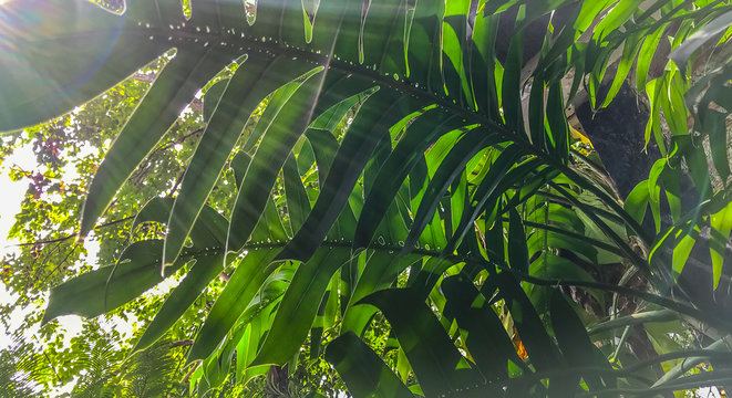 รูปภาพAnahaw – เลือกดูภาพถ่ายสต็อก เวกเตอร์ และวิดีโอ389 | Adobe Stock