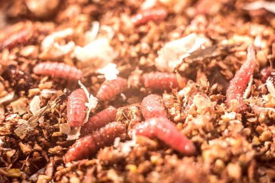 「Insect-Maggots」の写真素材 | 48件の無料イラスト画像 | Adobe Stock