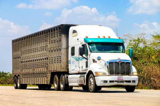 Peterbilt bilder – Bläddra bland 329 stockfoton, vektorer och videor ...
